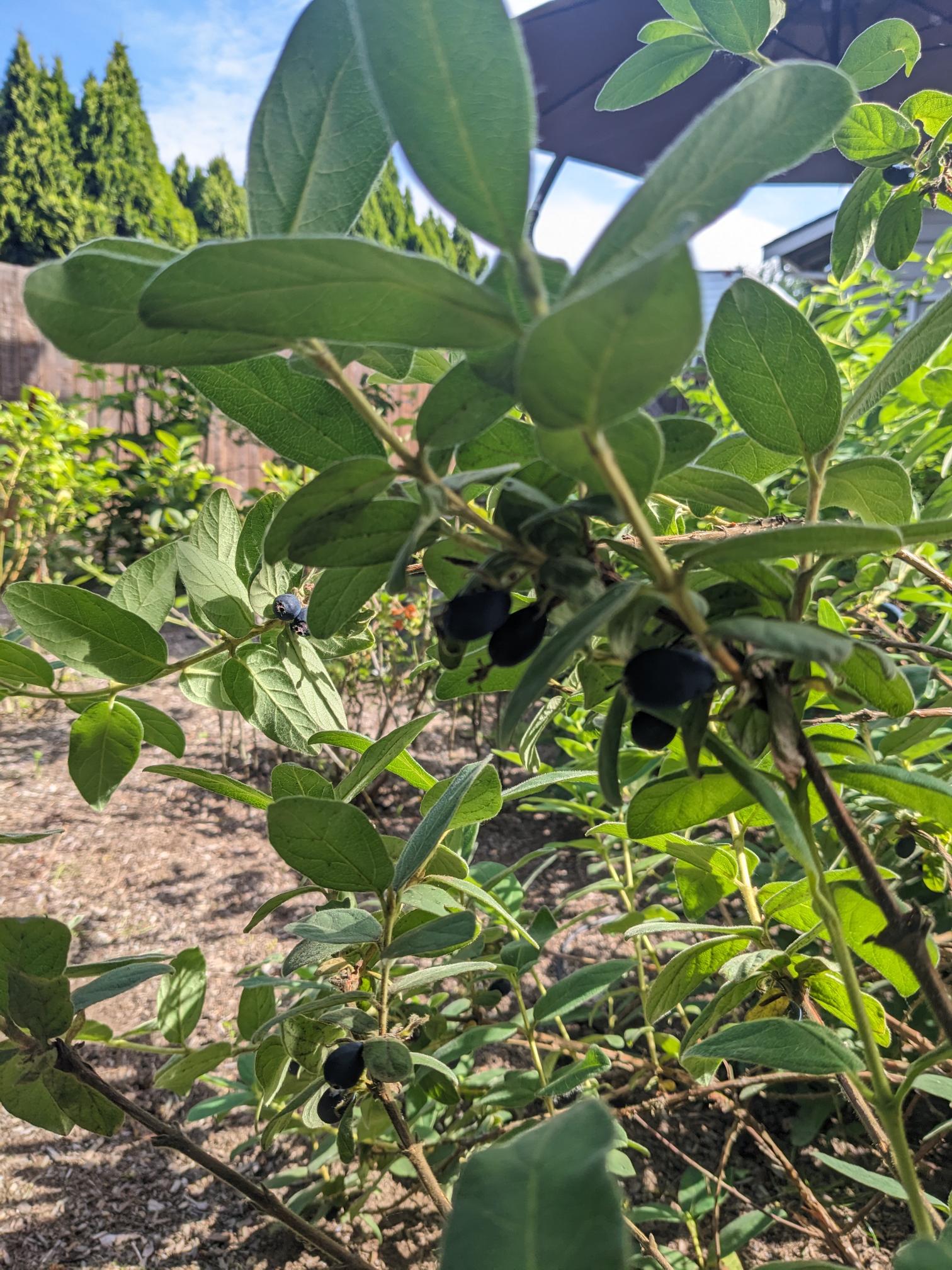 Berries in bloom – Little Susie Homemaker